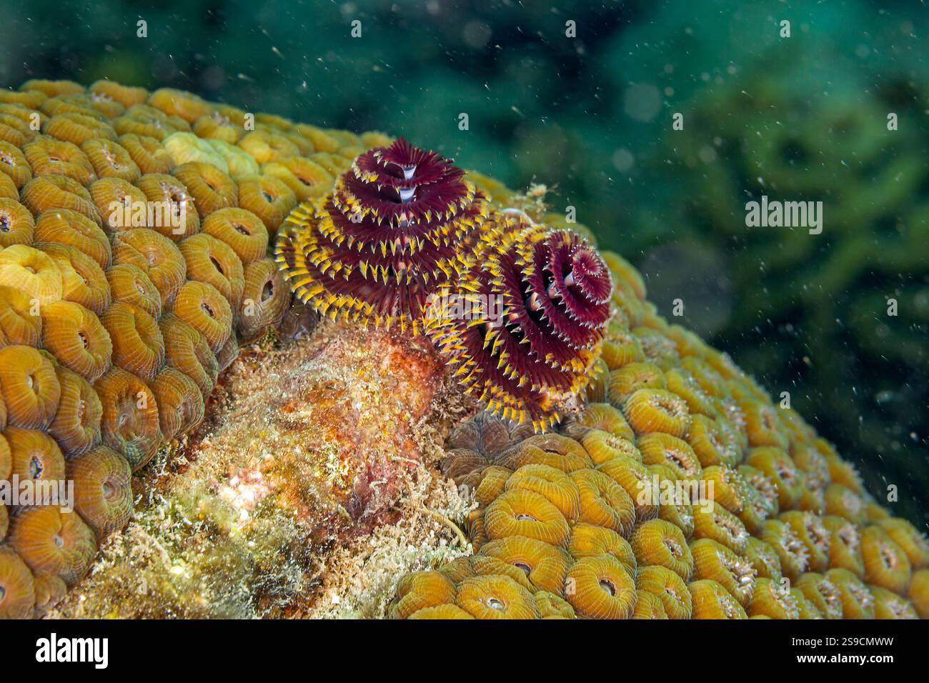 Submarine Tree Worms at La Blanca Island, Veracruz Reef System, Mexico ...