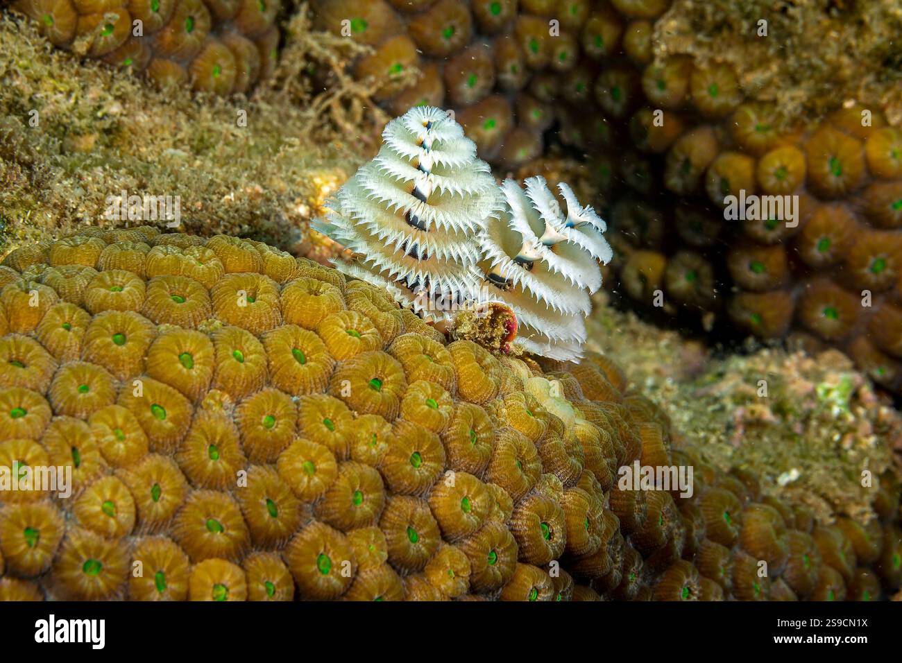 Submarine Tree Worms at La Blanca Island, Veracruz Reef System, Mexico ...