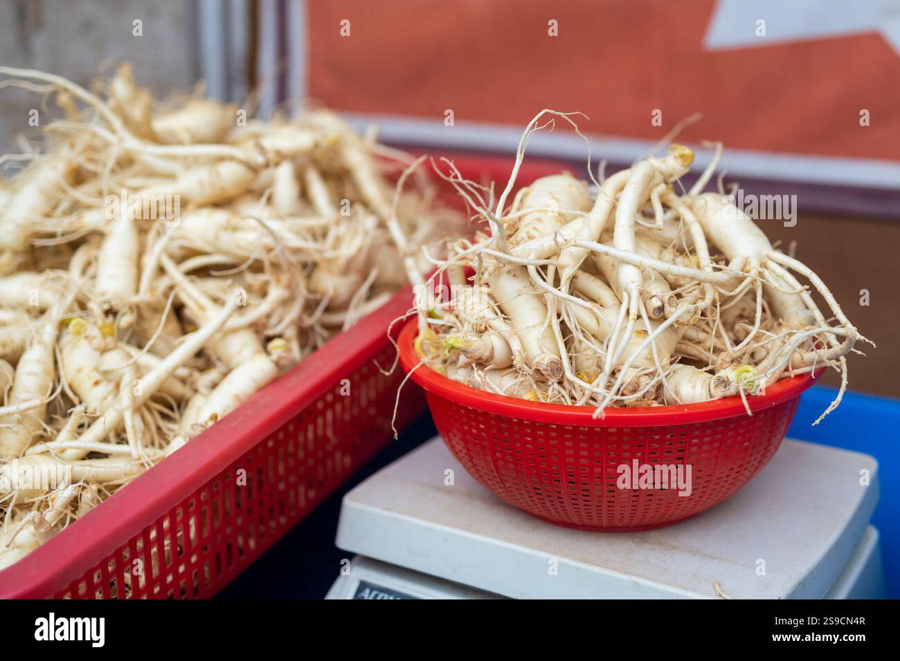 A red bowl full of white roots sits on a scale. The roots are white and ...