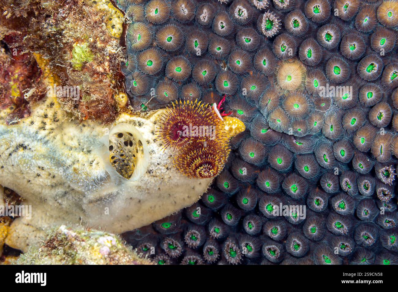 Submarine Tree Worms at La Blanca Island, Veracruz Reef System, Mexico ...