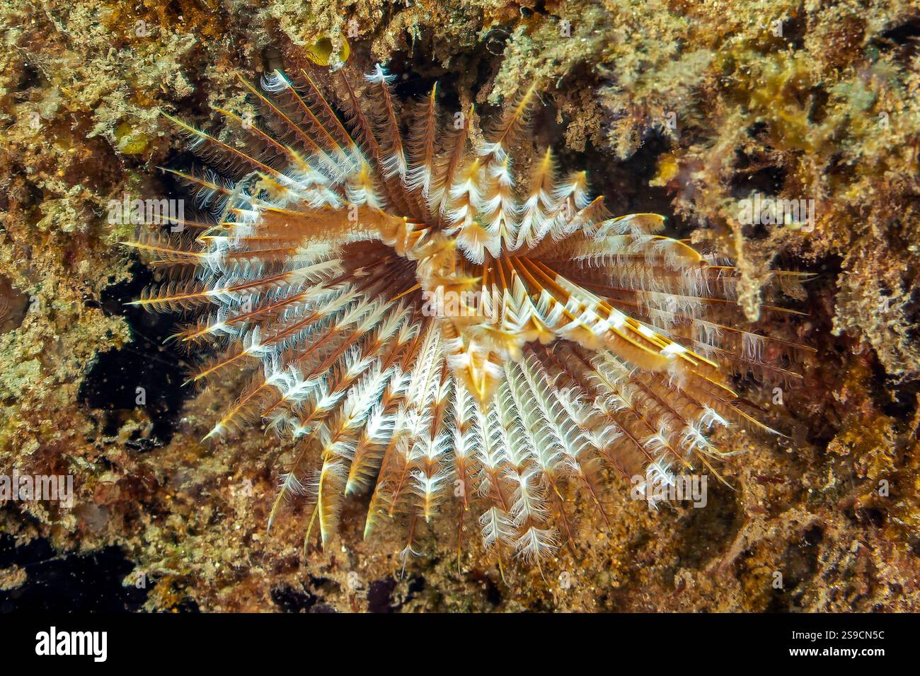 Submarine Tree Worms at La Blanca Island, Veracruz Reef System, Mexico ...