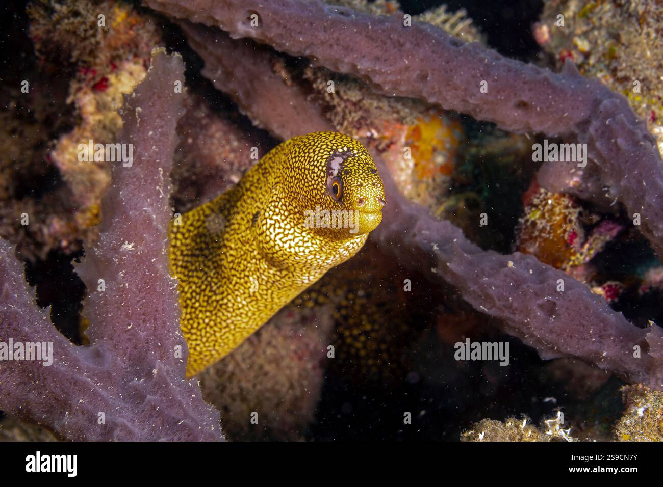 Submarine Spotted Moray Eel at La Blanca Island, Veracruz Reef System ...