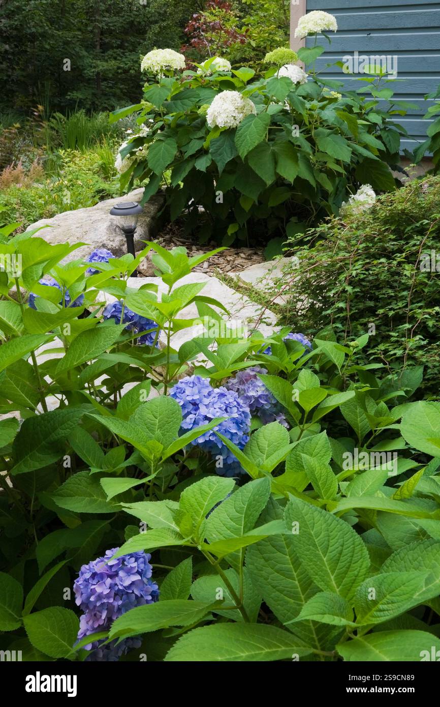 Mauve flowering Hydrangea macrophylla 'Endless Summer' in backyard ...