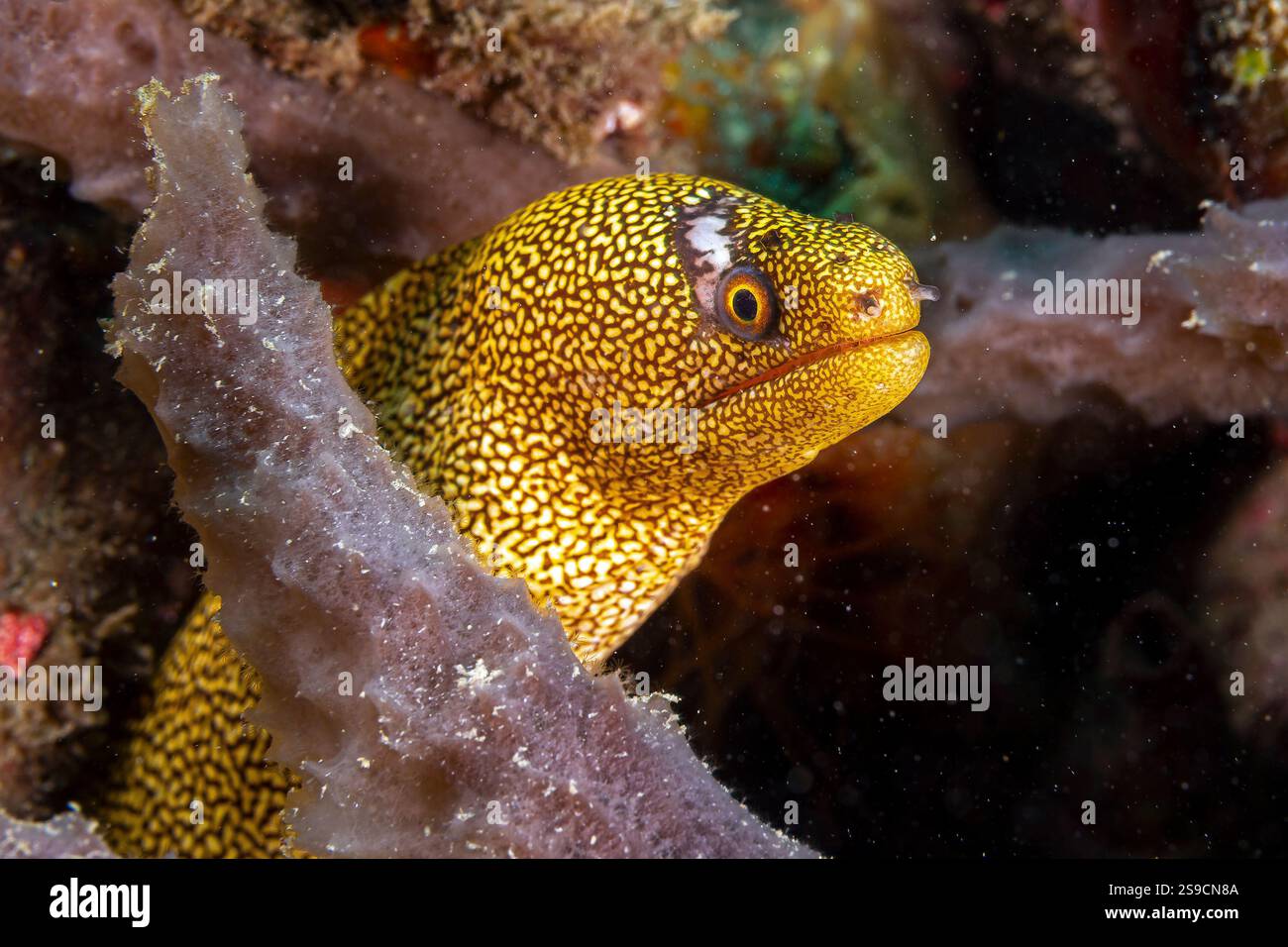 Submarine Spotted Moray Eel at La Blanca Island, Veracruz Reef System ...