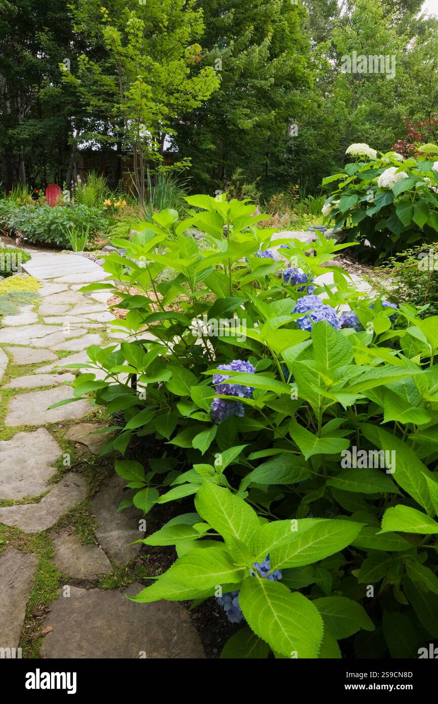 Mauve flowering Hydrangea macrophylla 'Endless Summer' in border next ...