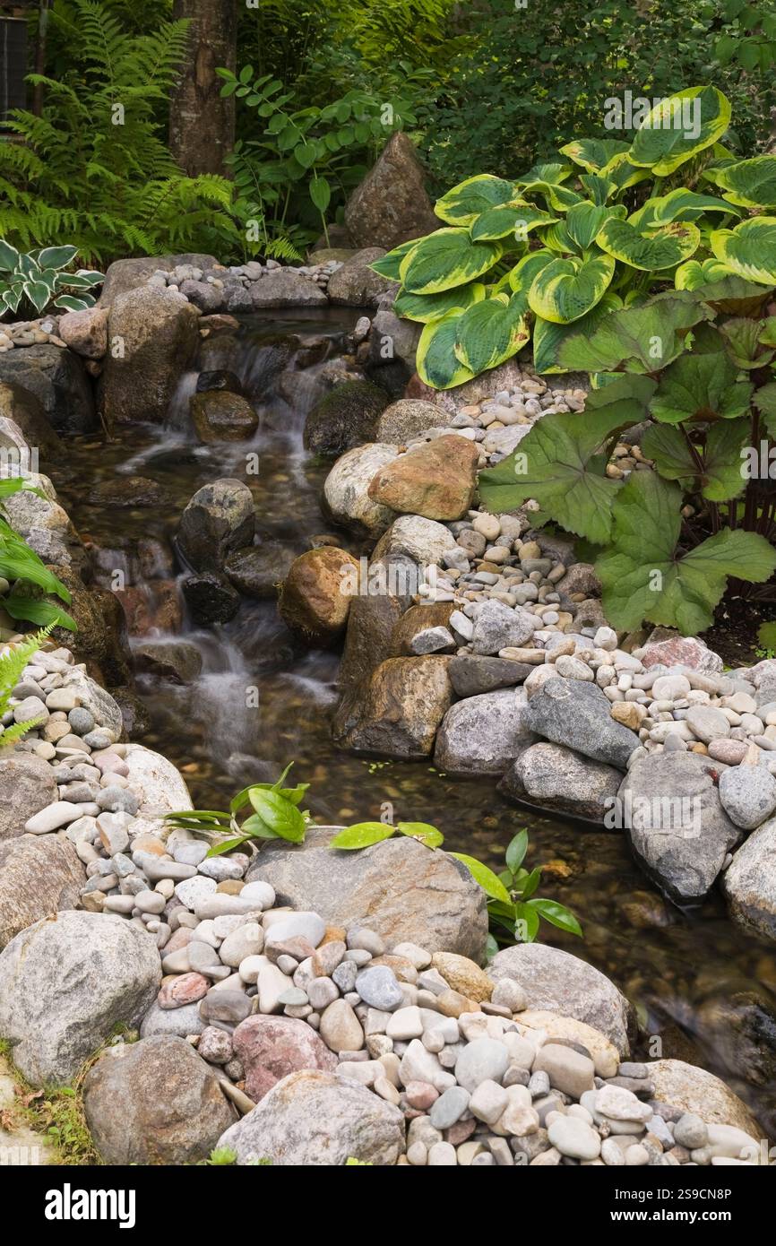 Hosta frances williams hi-res stock photography and images - Alamy
