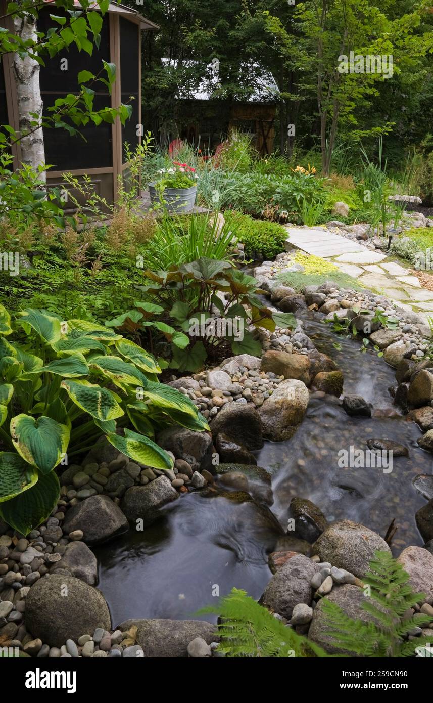 Hosta frances williams hi-res stock photography and images - Alamy