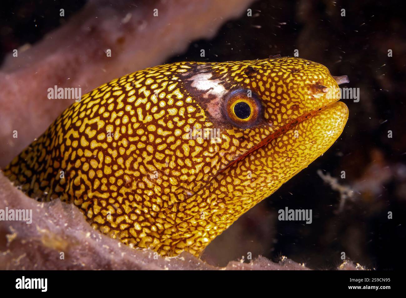 Submarine Spotted Moray Eel at La Blanca Island, Veracruz Reef System ...