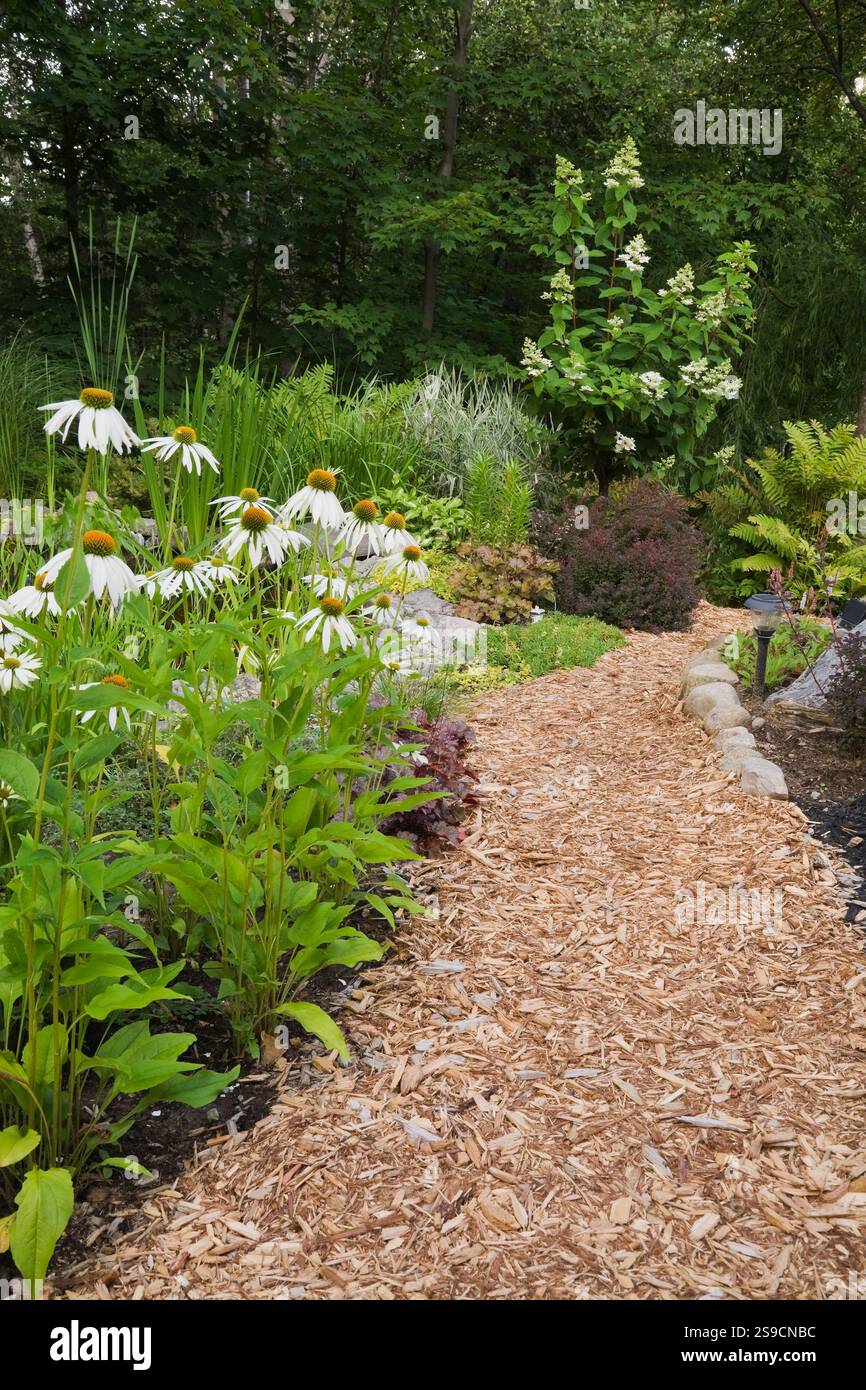 White Echinacea purpurea 'Alba' - Coneflowers next to cedar mulch path ...