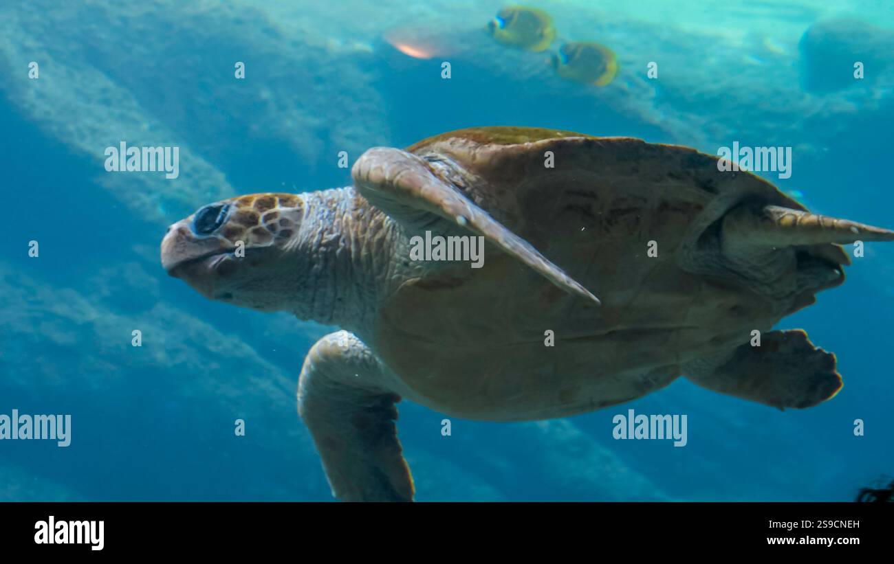 Ushaka marine world in durban hi-res stock photography and images - Alamy