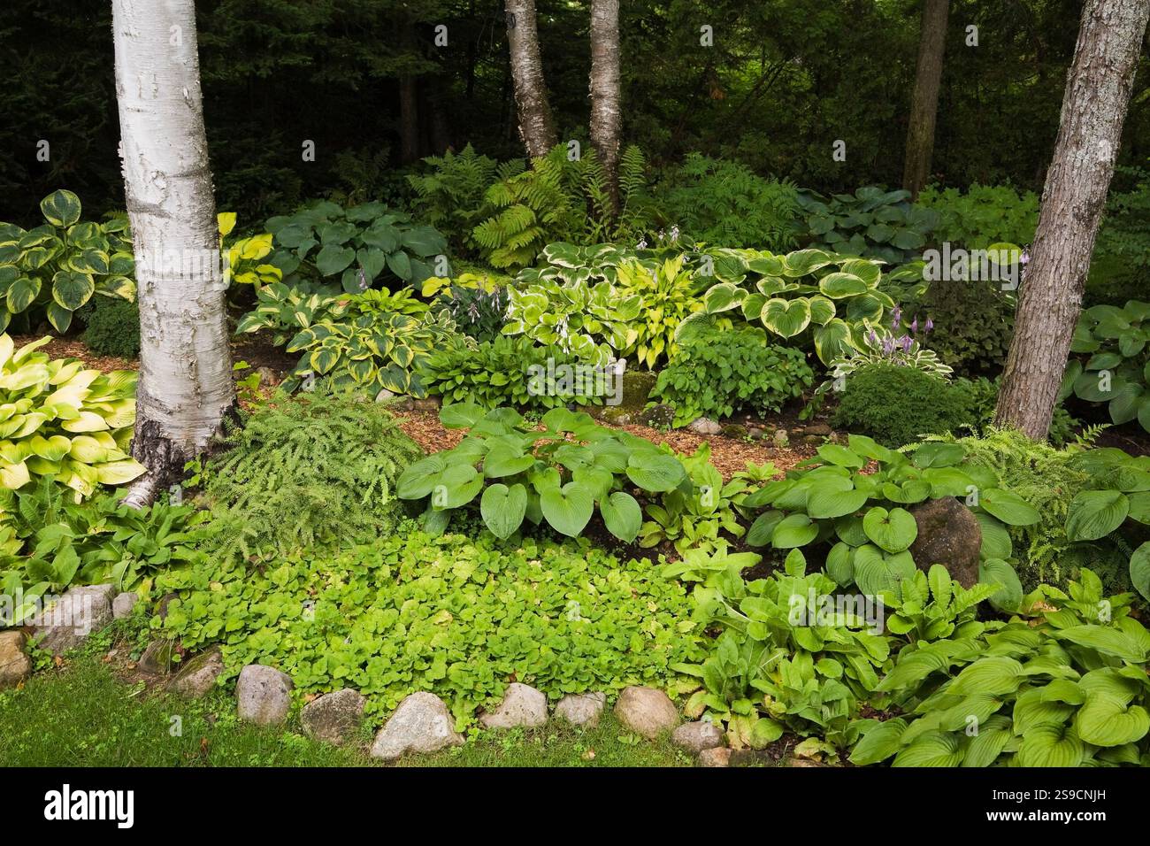 Stone edged borders with mixed Hosta plants including Pteridophyta ...