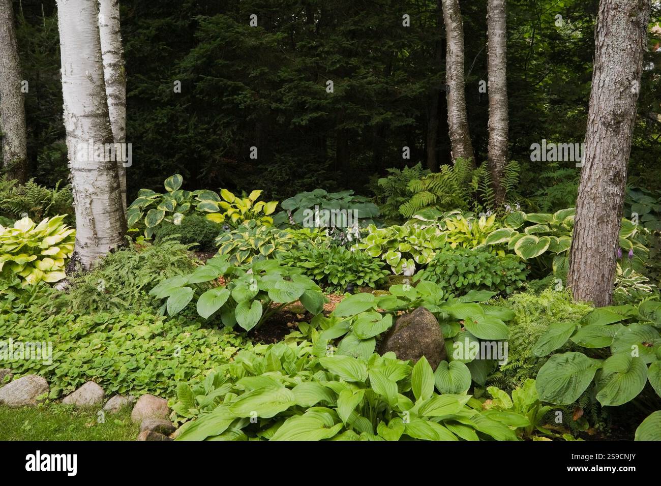 Stone edged borders with mixed Hosta plants including Pteridophyta ...