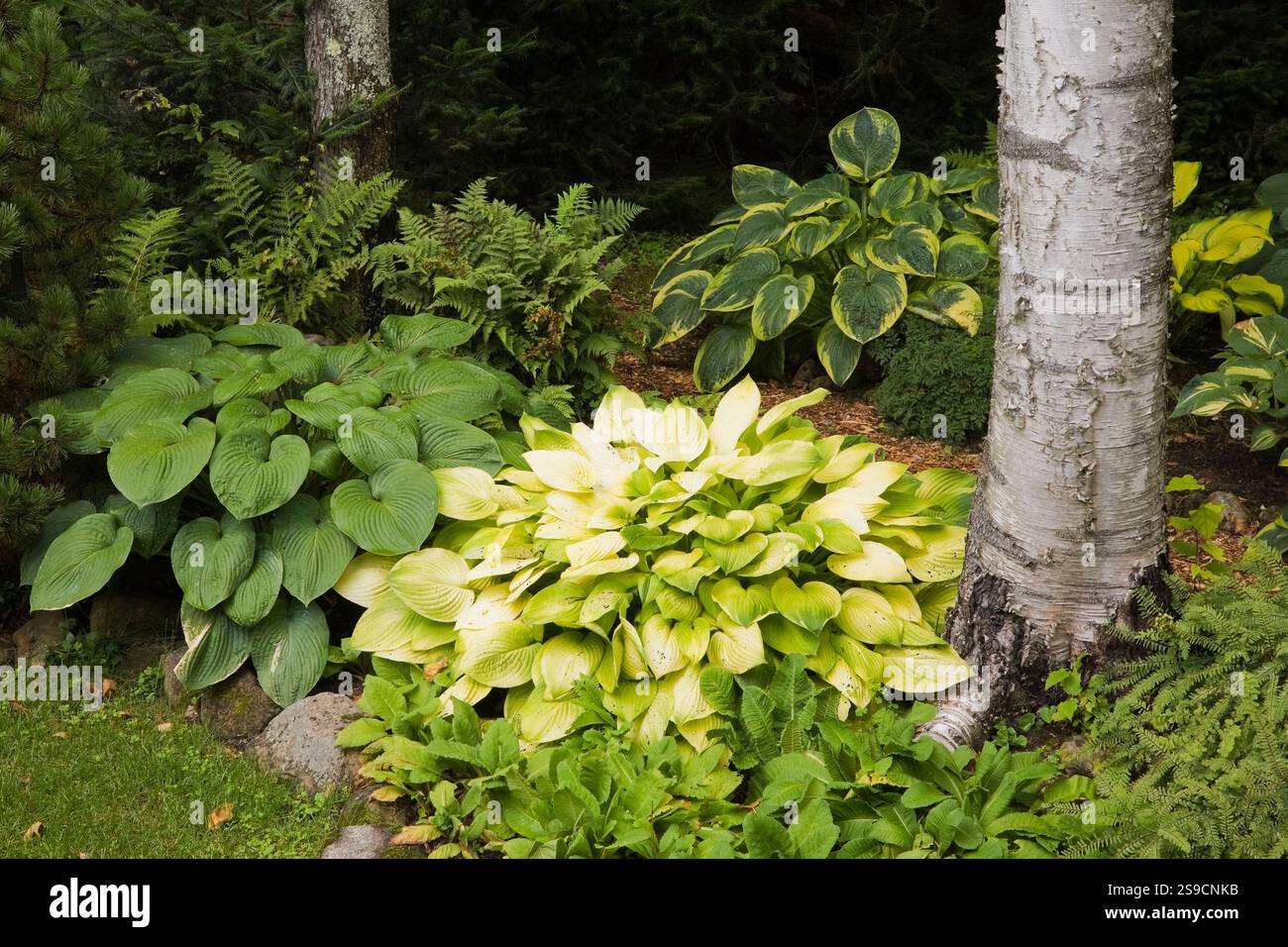 Hostas and ferns hi-res stock photography and images - Alamy