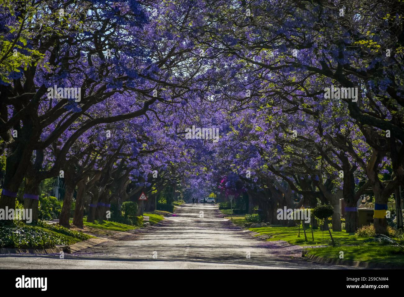 A picturesque street lined with vibrant purple jacaranda trees in full ...