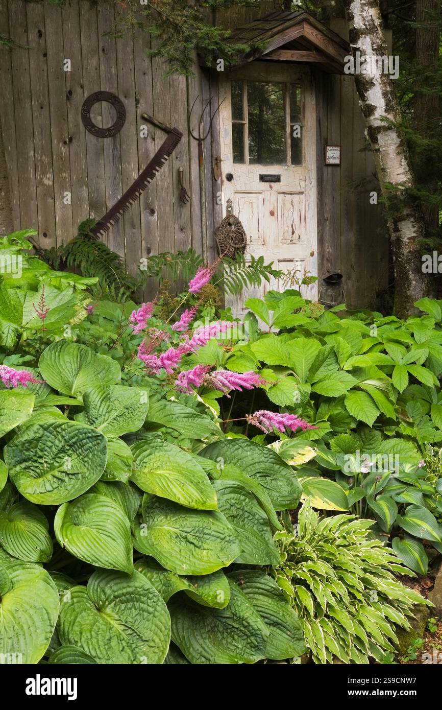 Hostas 'Blue Blazes', 'Carnival', 'Grand Marquee', 'Stiletto' and pink ...