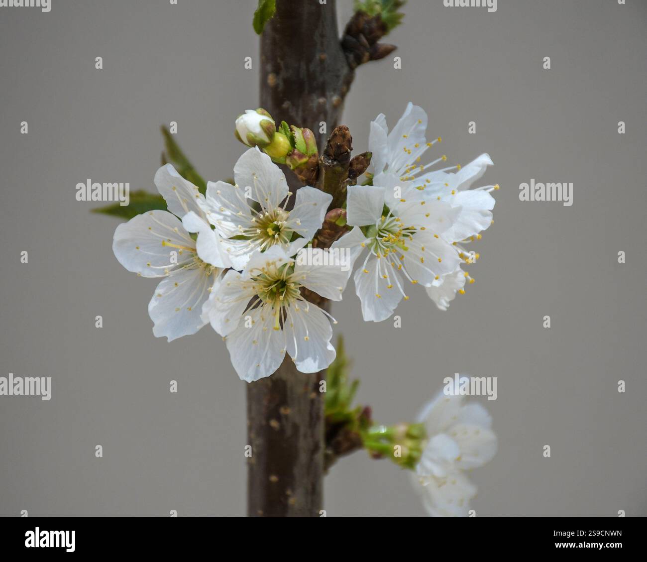 Cherry blossom flowers in sping in a lapins cherry tree Stock Photo - Alamy