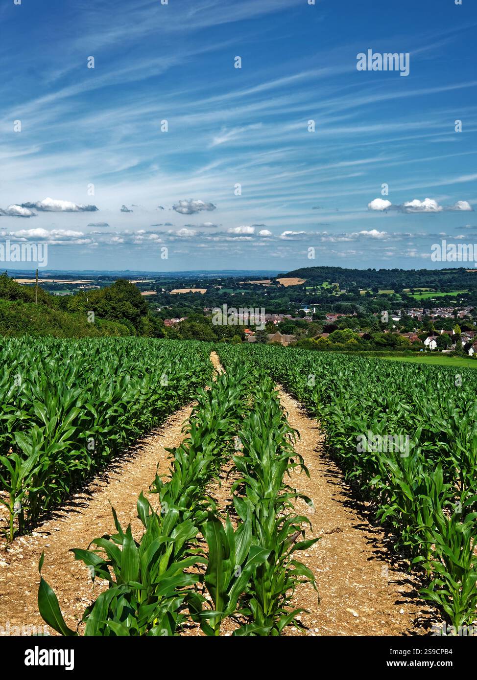 UK, Somerset, Chard, Snowdon Hill, Tyre Tracks through Field of Crops ...