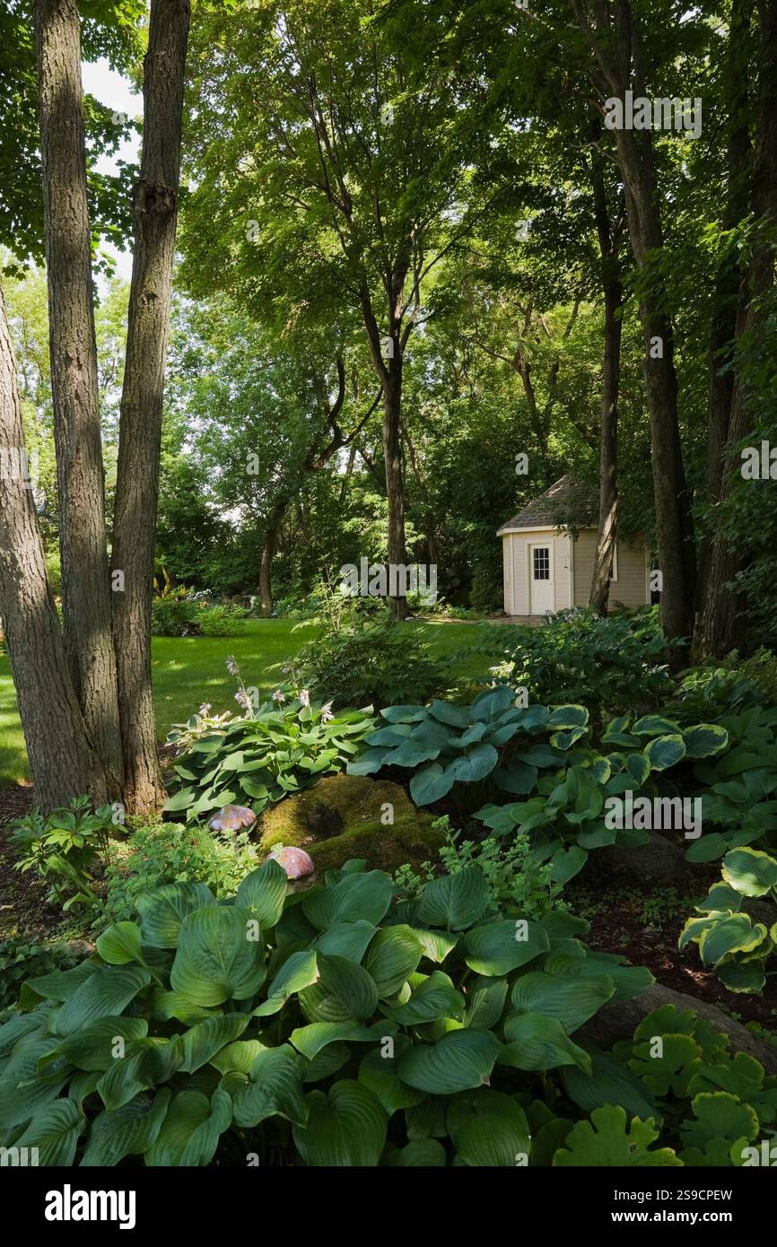 Border with natural rock covered with green Bryophyta - Moss, Hostas ...