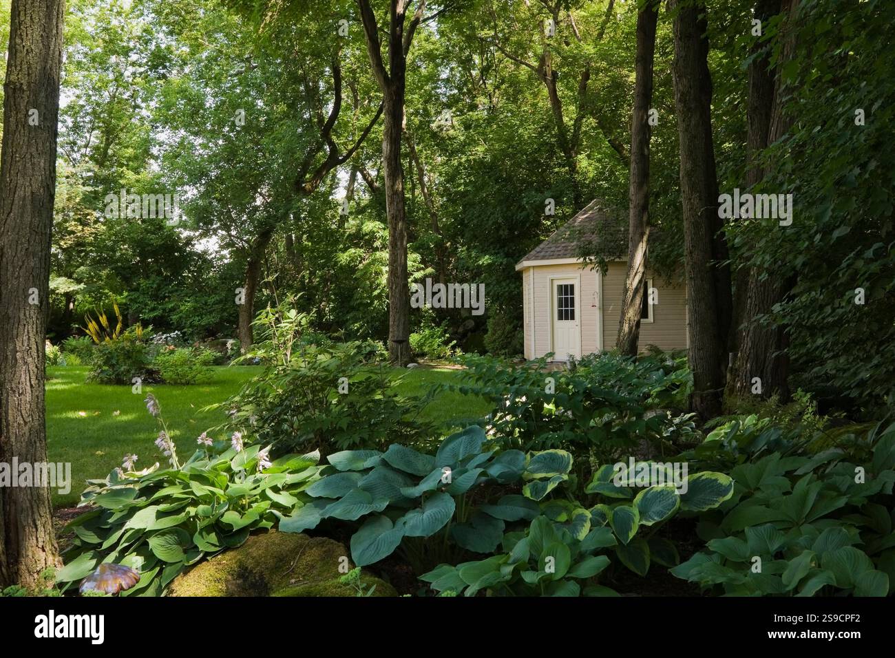 Border with natural rock covered with green Bryophyta - Moss, Hostas ...