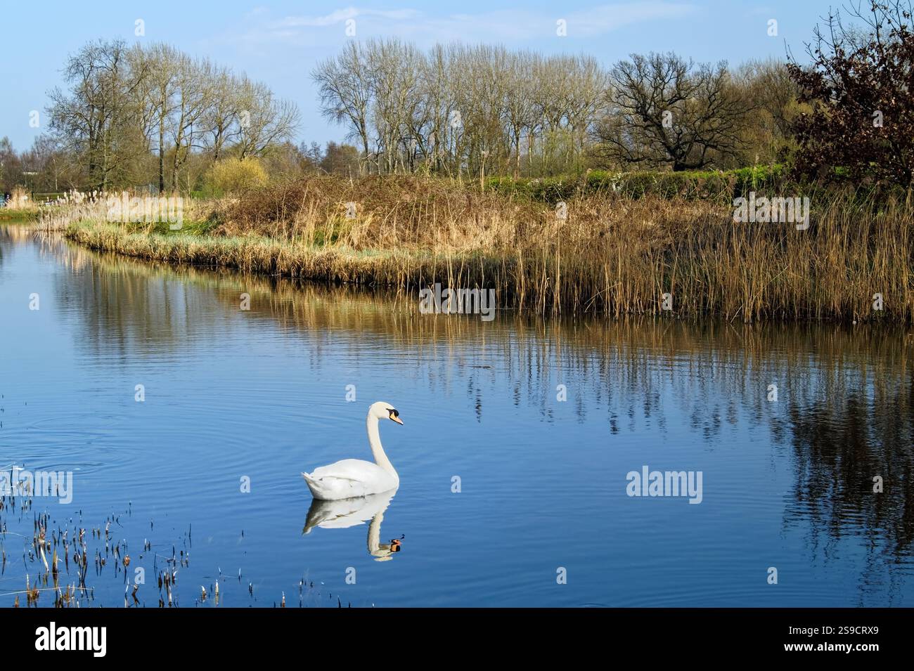 UK, South Yorkshire, Doncaster, Cusworth Hall, Swan on Middle Fish Pond ...