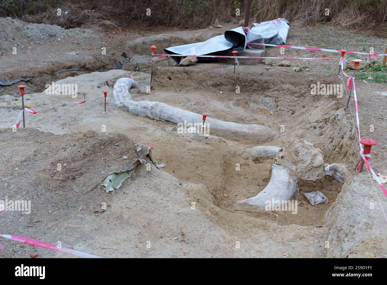 huge exposed fossile tusk of a elephant primus which is an a ancestor ...