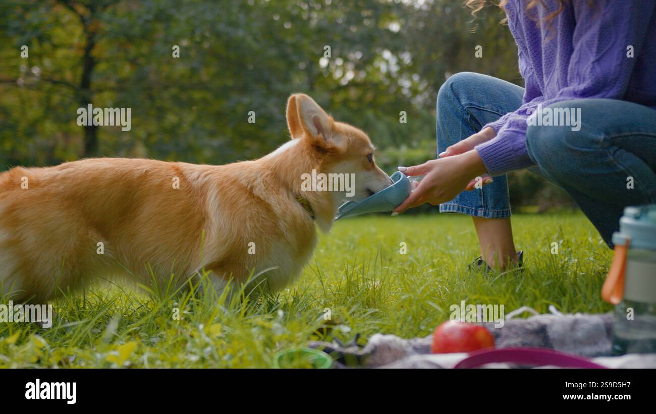 Cute dog welsh corgi drinking from bottle on grass nature unknown girl ...