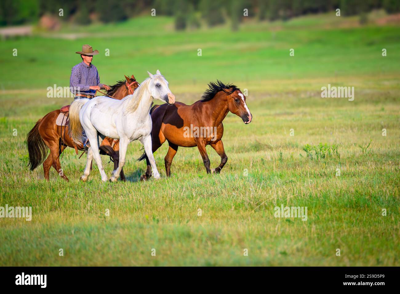 Cowboy at the Circle Bar Guest Ranch in Hobson Montana Stock Photo - Alamy