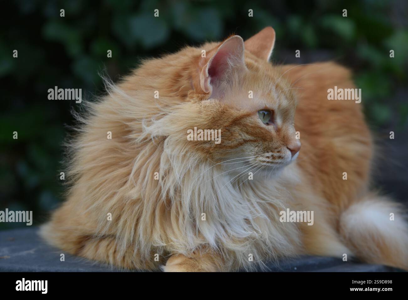 Beautiful ginger hair hi-res stock photography and images - Alamy