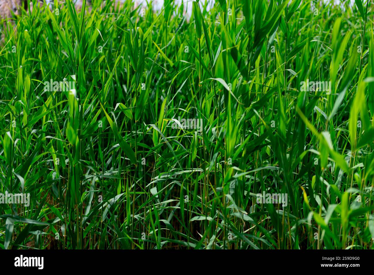 Phragmites australis, known as the common reed, is a species of ...