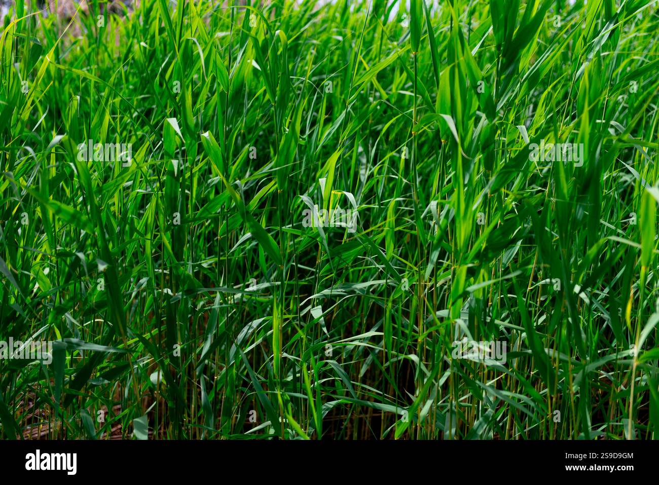 Phragmites australis, known as the common reed, is a species of ...