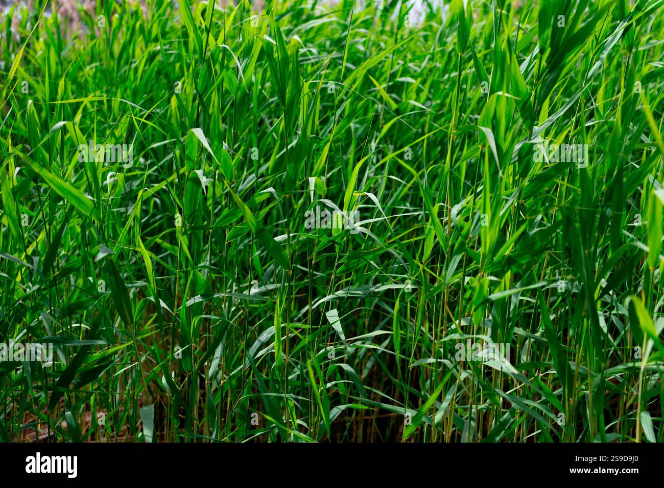 Phragmites australis, known as the common reed, is a species of ...