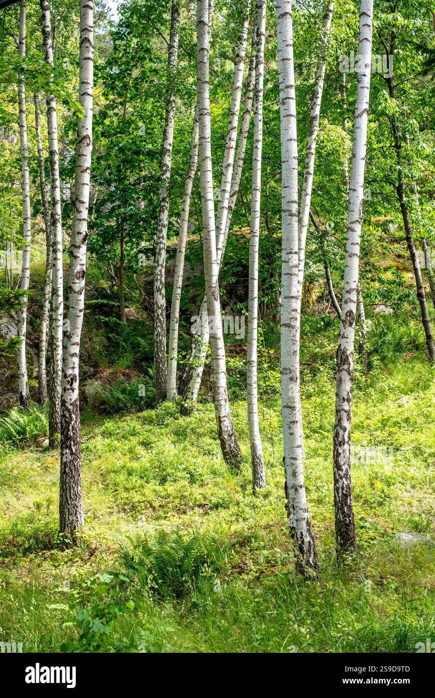 Forest. Betula pendula, commonly known as silver birch, warty birch ...
