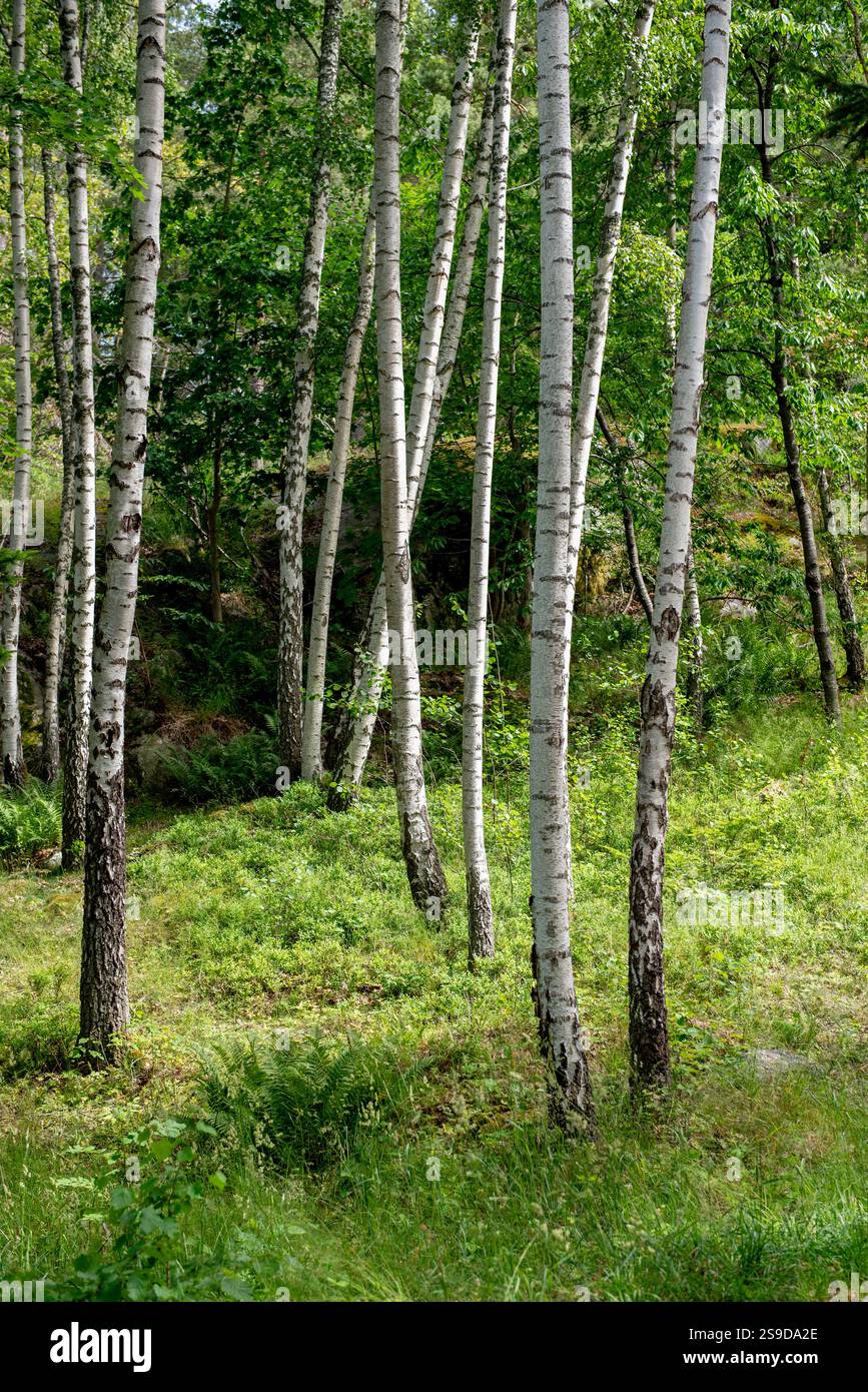 Forest. Betula pendula, commonly known as silver birch, warty birch ...
