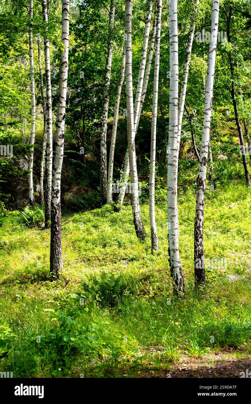 Forest. Betula pendula, commonly known as silver birch, warty birch ...