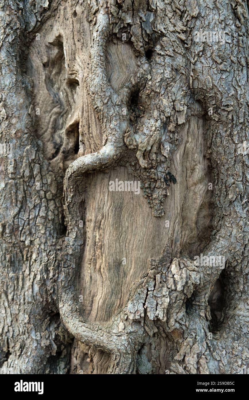 Close-up of textured tree bark with moss from an ancient centuries-old ...