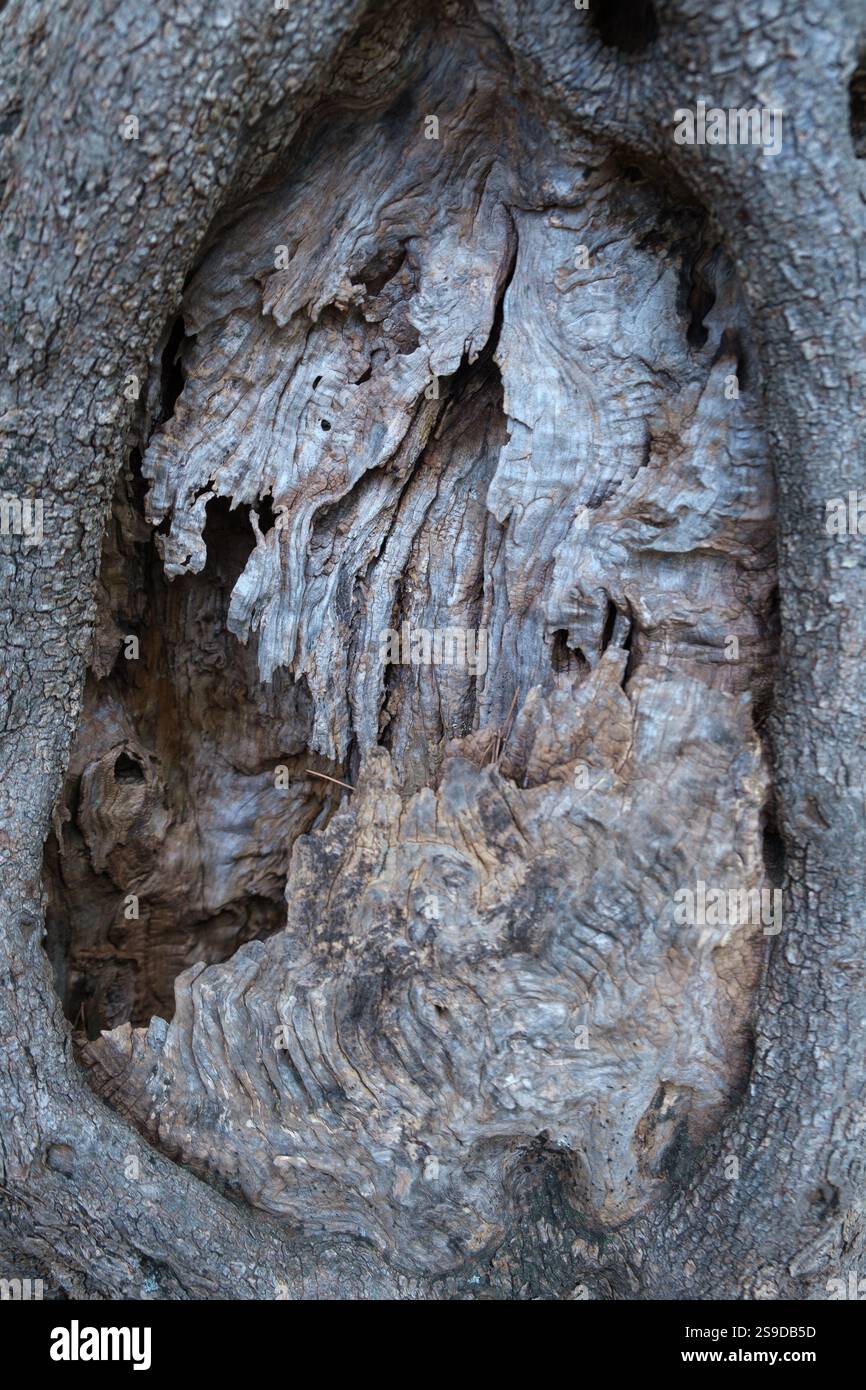 Close-up of textured tree bark with moss from an ancient centuries-old ...