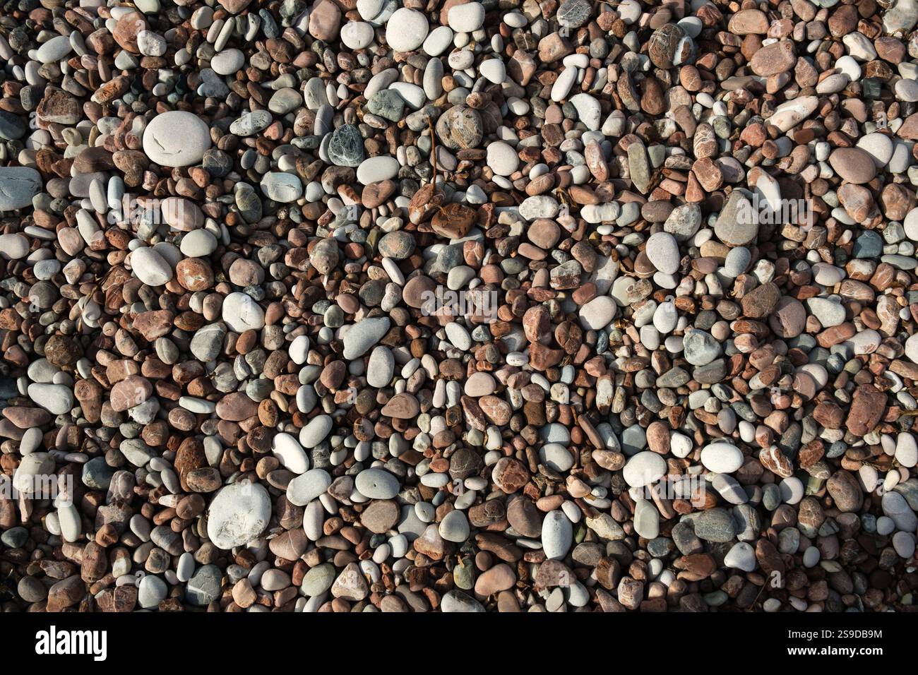 Colorful Pebble Beach Texture Close-Up Stock Photo - Alamy
