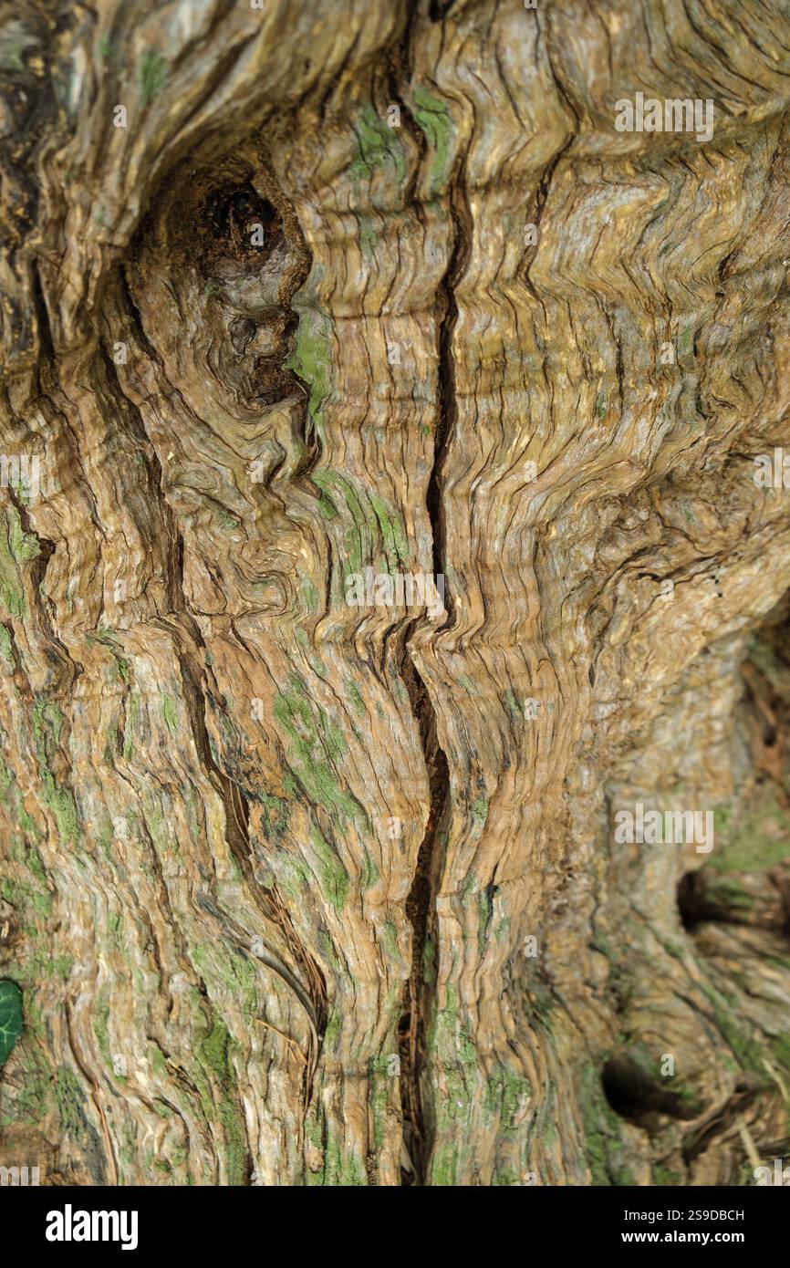 Close-up of textured tree bark with moss from an ancient centuries-old ...