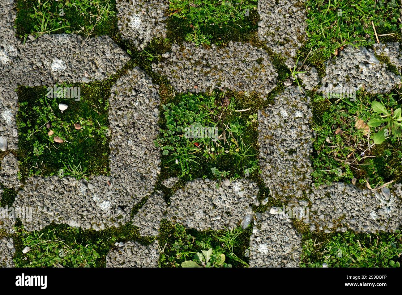 Fresh grass growing through textured concrete pavement in a minimalist ...