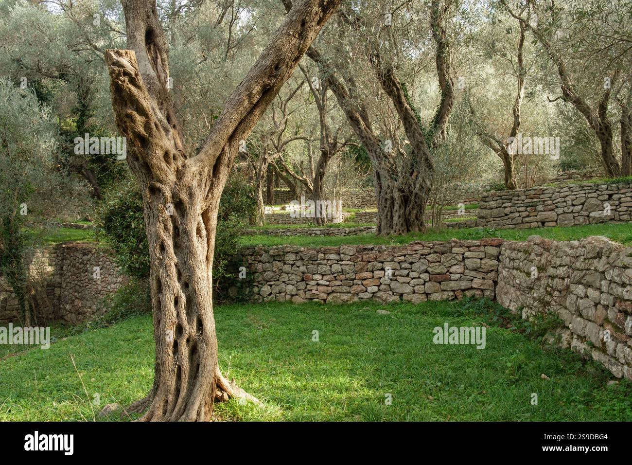 Ancient Olive Trees in Terraced Grove Stock Photo - Alamy