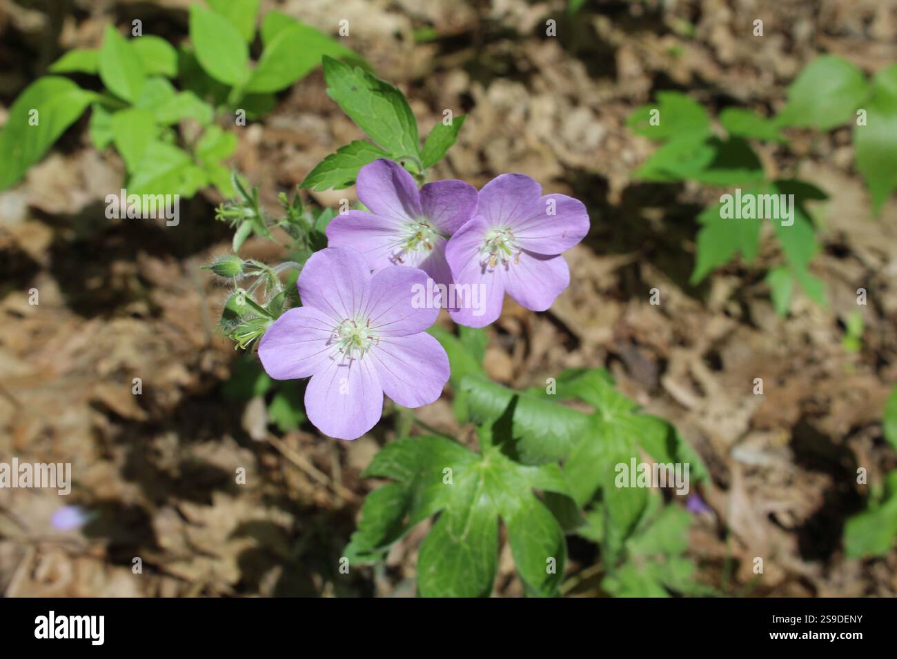 Forest geranium hi-res stock photography and images - Alamy