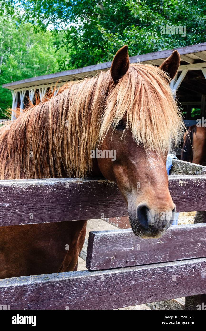 A brown horse with a long mane and a white spot on its face is standing ...