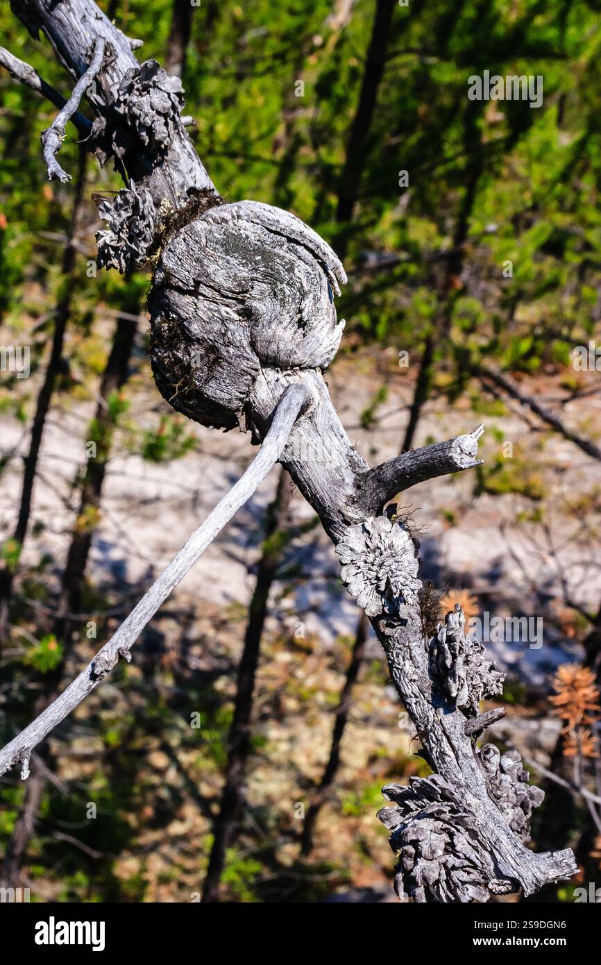 A tree branch with a knot in it. The branch is dry and has a lot of ...