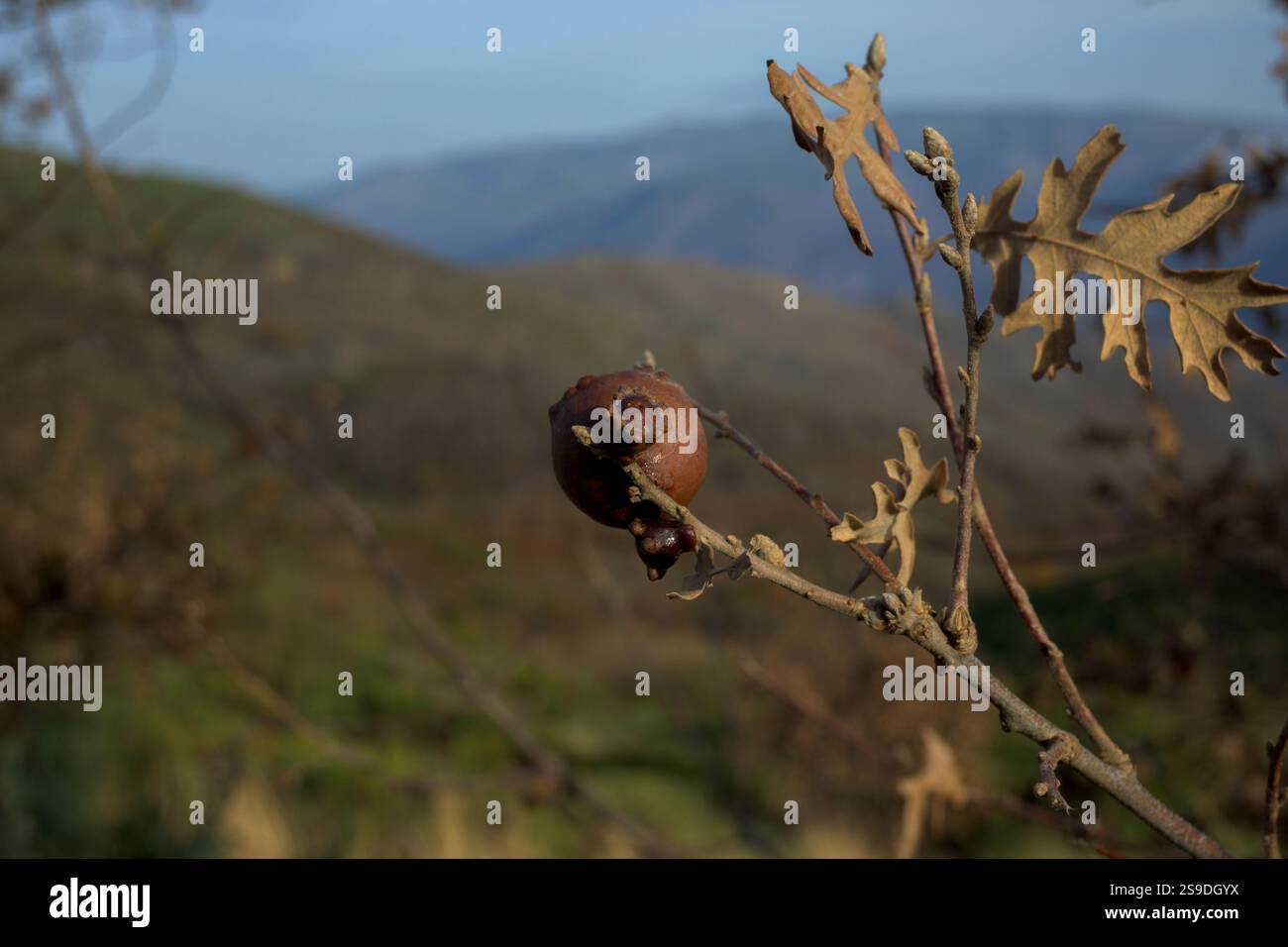 Oak gall insect pest infection Cynips Divisa horizontal Stock Photo - Alamy