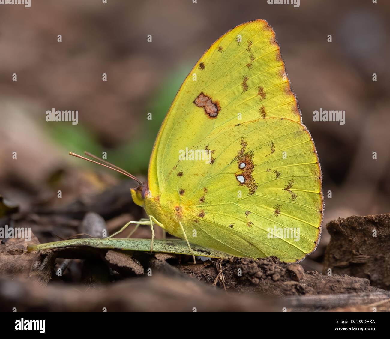 A Cloudless Sulphur (Phoebis sennae) butterfly perched upon the ground ...