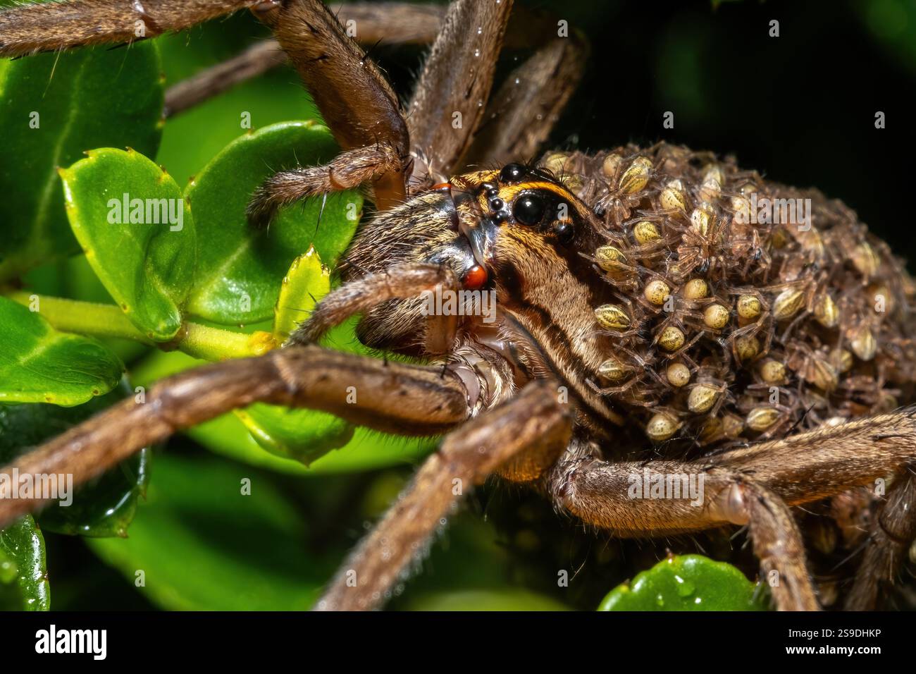 A Rabid Wolf Spider (Rabidosa rabida) carries hundreds of babies on her ...
