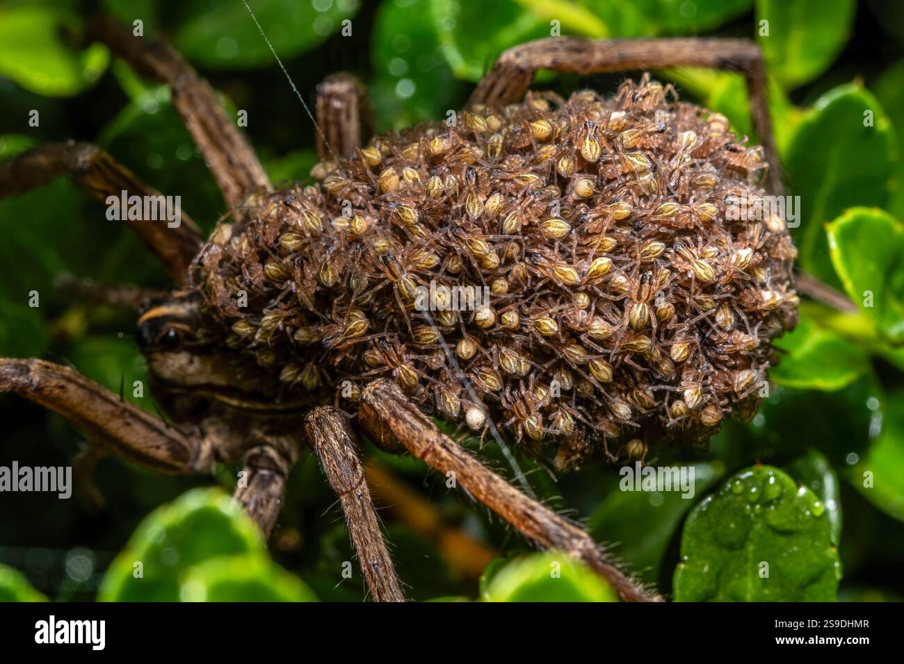 View of the hundreds of spiderlings on the back of the mother Rabid ...