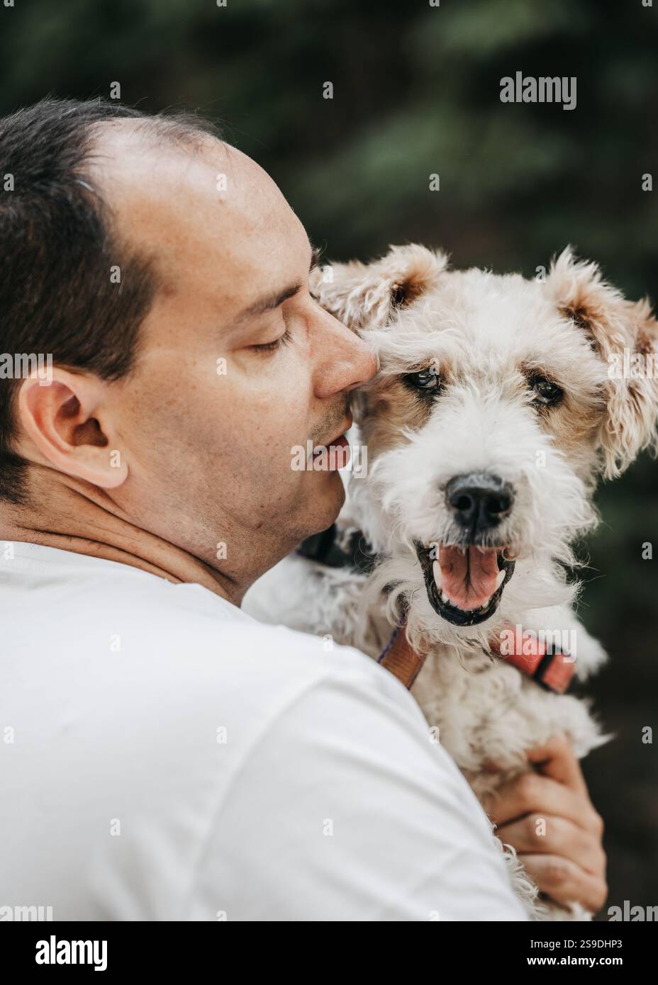 A bald man in a white t-shirt kisses a fox terrier. The dog has its ...