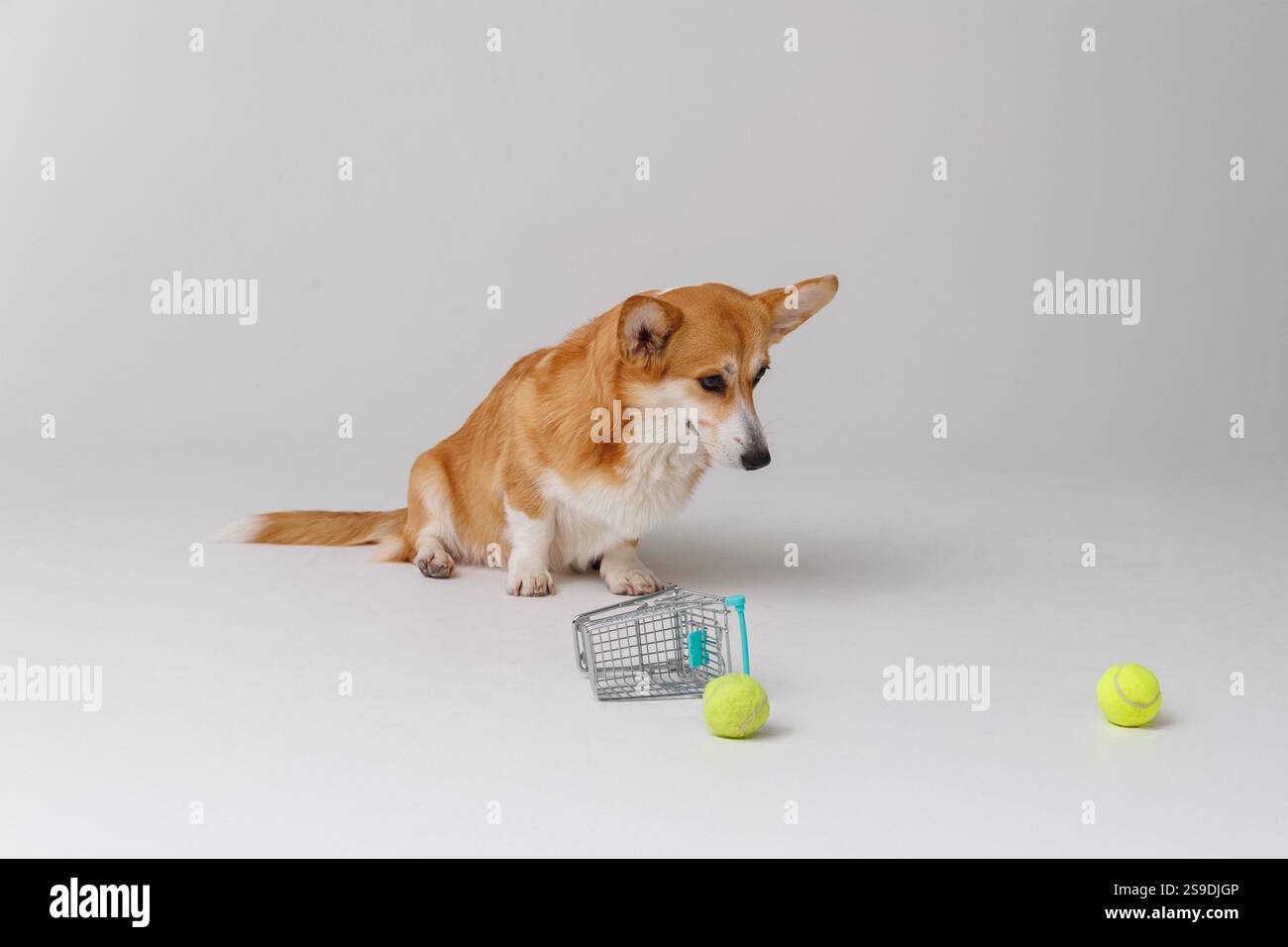 Corgi dog with shopping cart, playing with tennis balls, cute pet ...