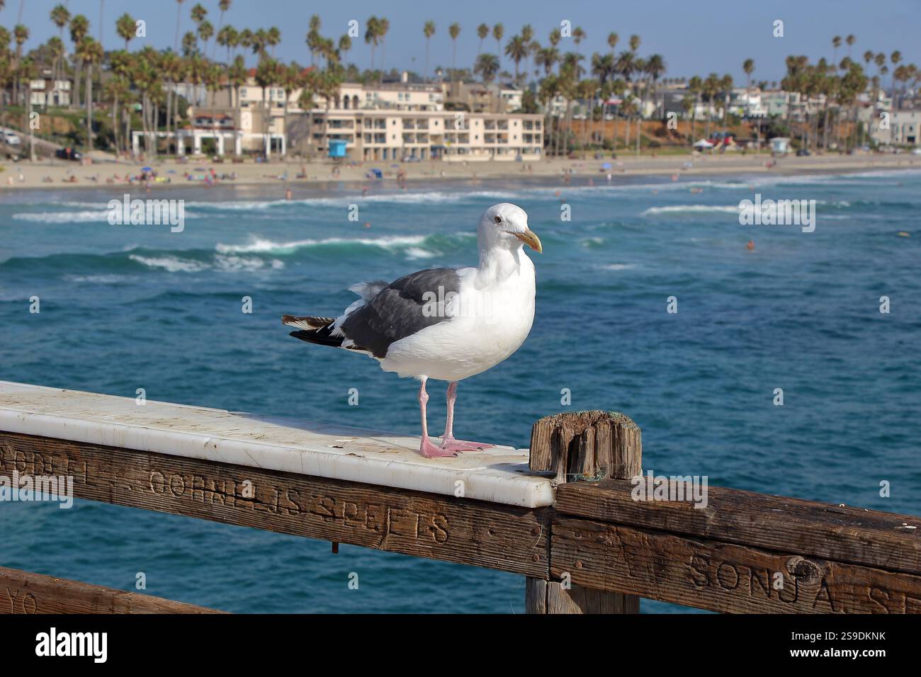 Seagull surf and seagull waves hi-res stock photography and images - Alamy
